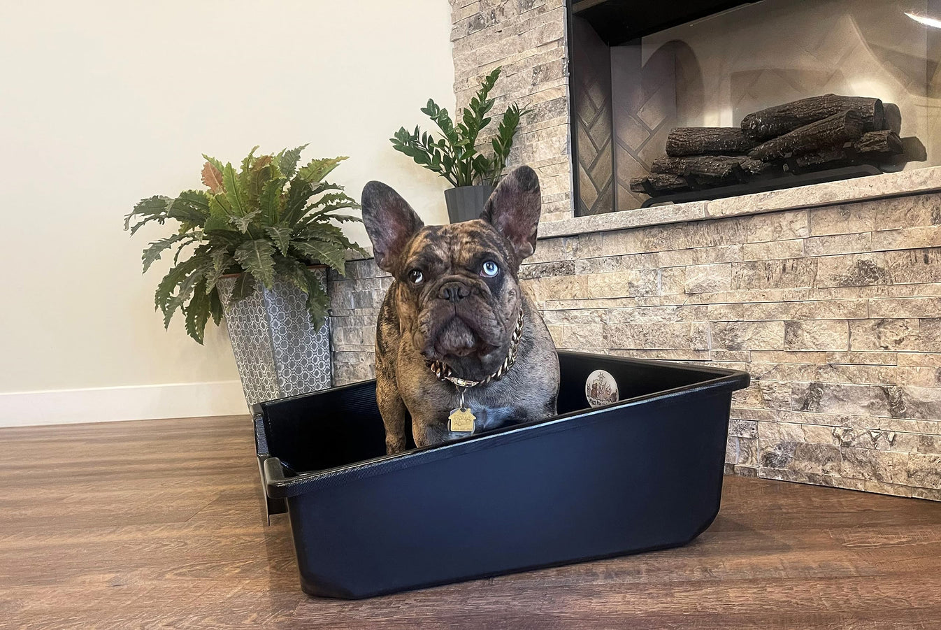 Piggy Poo and Crew Extra Large Litter Box - for Pigs Dogs Rabbits Goat