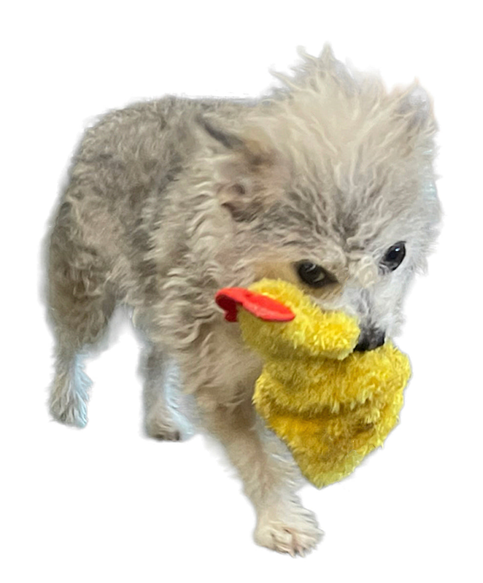 Piggy Poo and Crew Chicken and Egg Paper Crinkle Squeaker Toys - for D